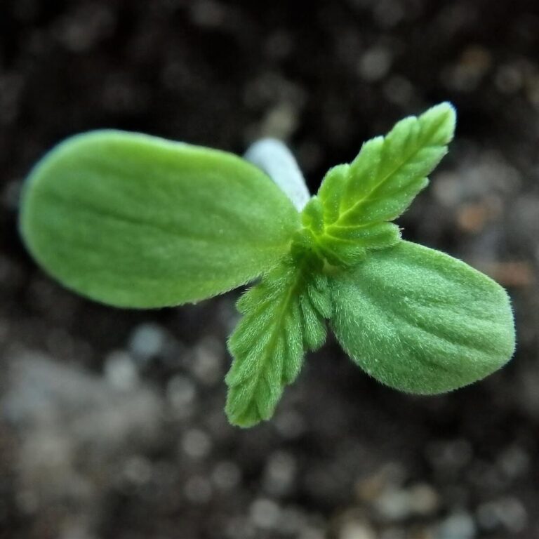 The Seedling Membership - Seknd Nature